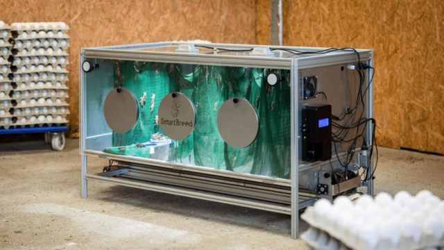 Smart breeding of grasshoppers for hens, using 5G technology - Liberty ...